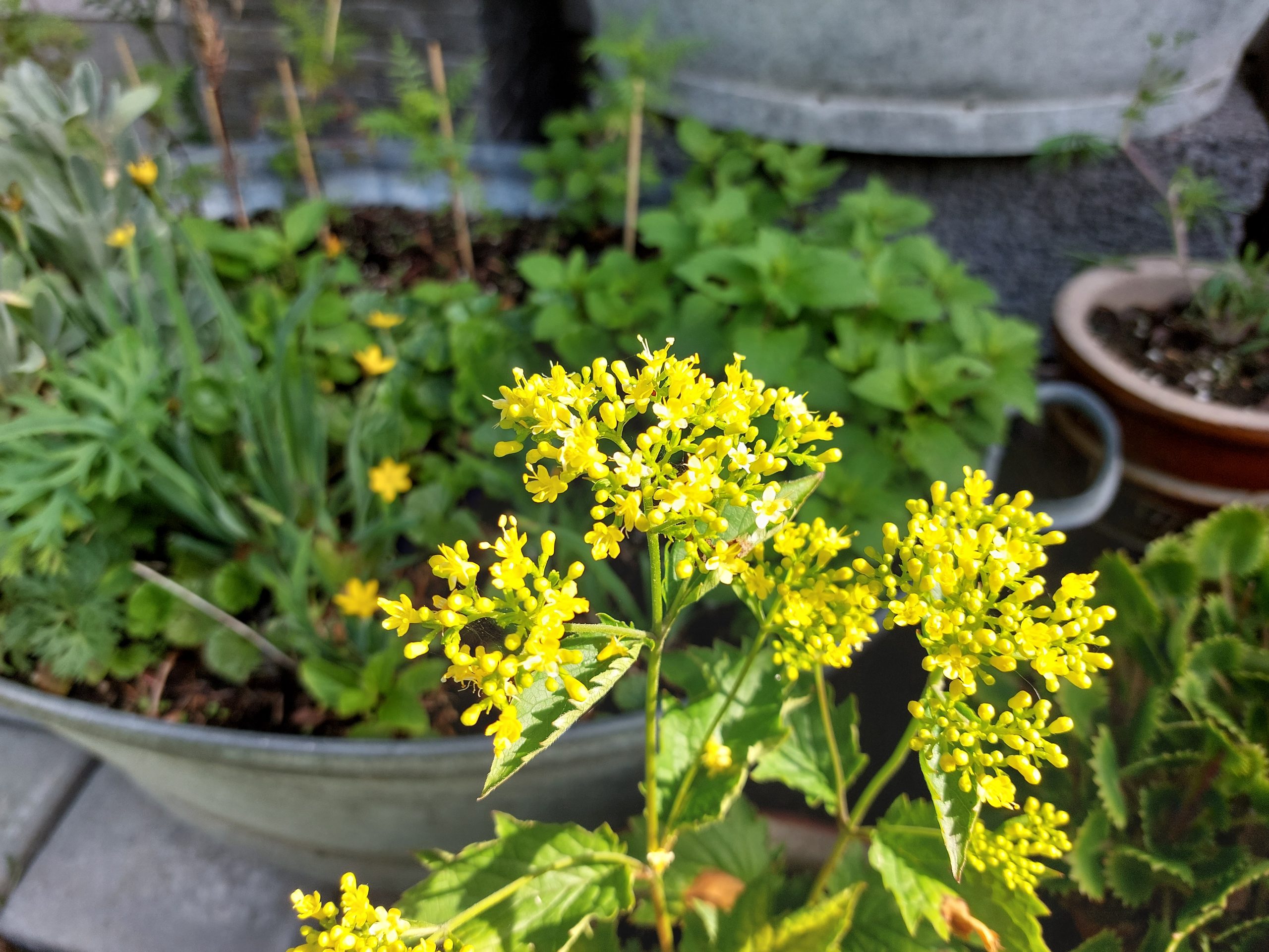 Patrina gibbosa – Thy Til Stauder