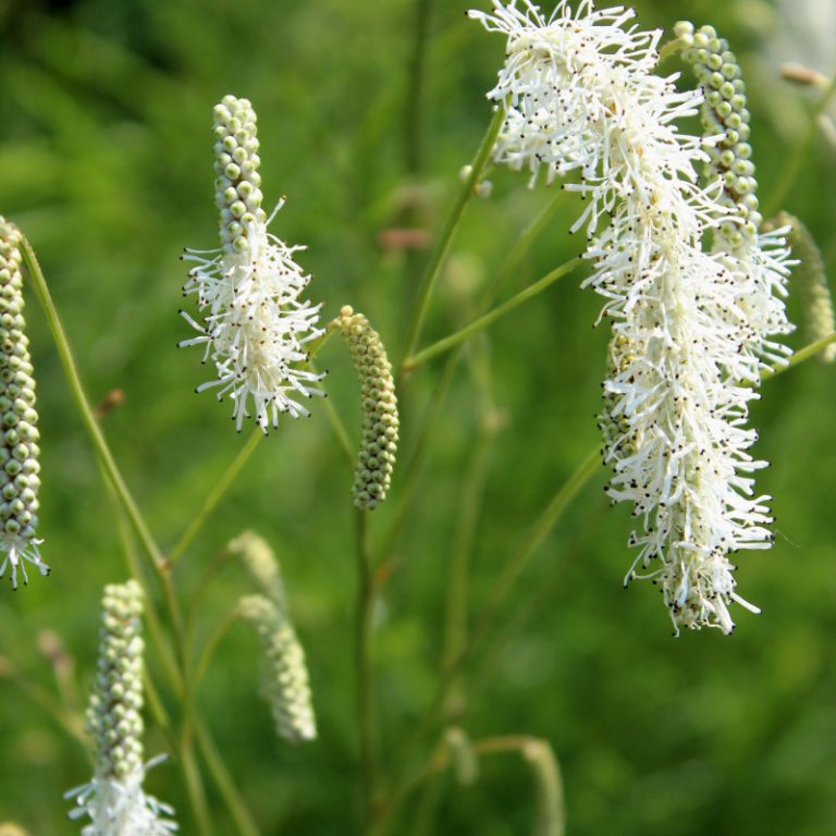 Sanguisorba tenuifolia – Thy Til Stauder