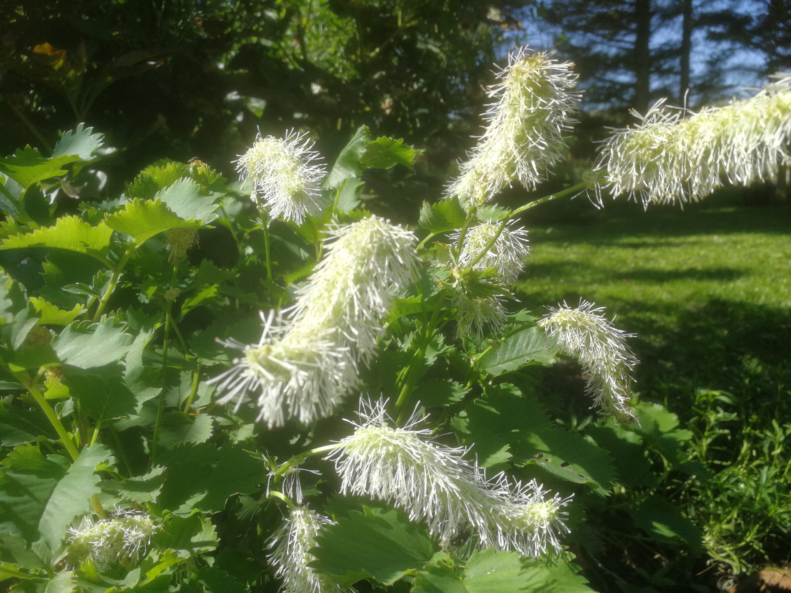 Sanguisorba albiflora – Thy Til Stauder
