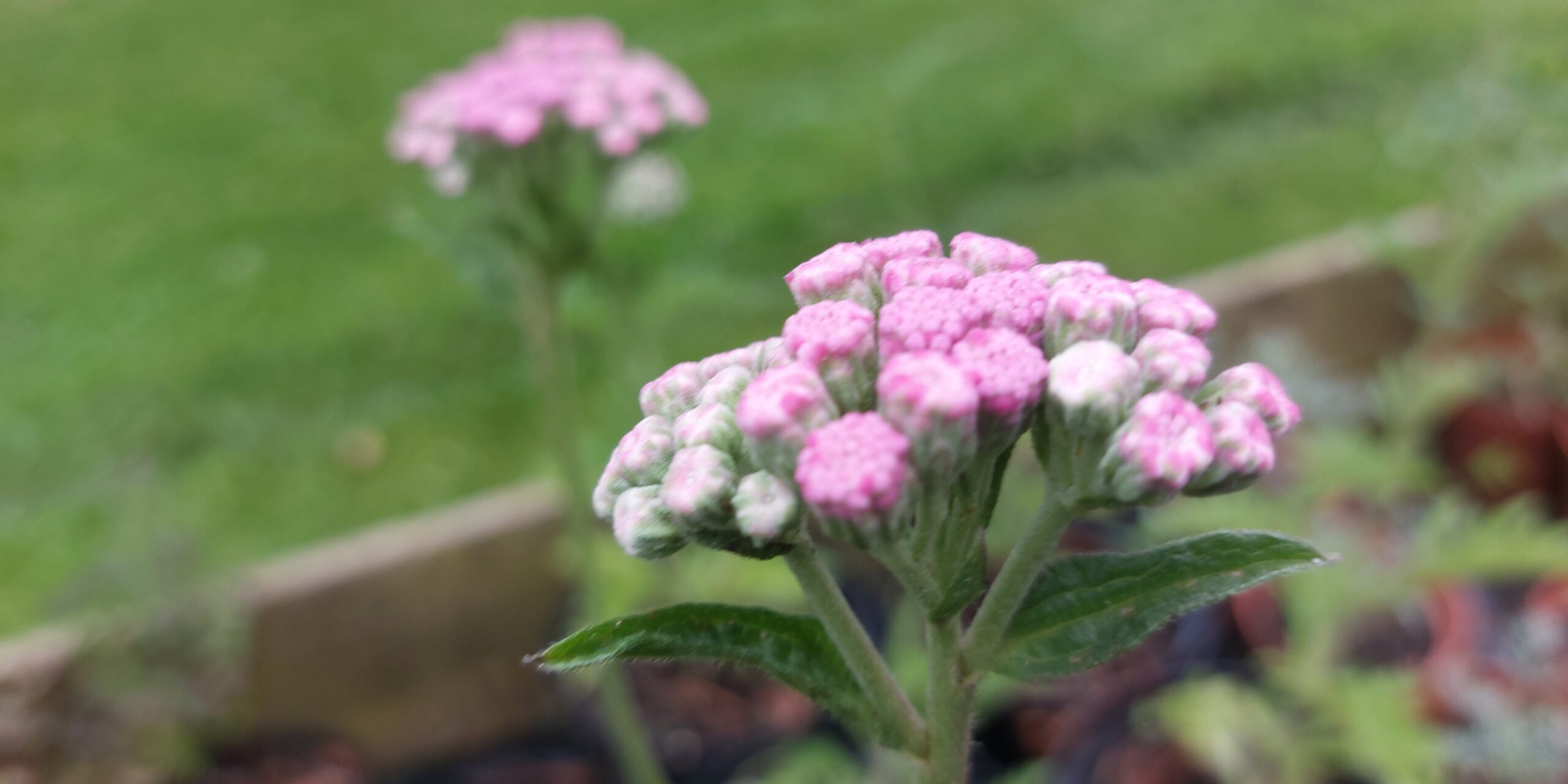 Staudeliste – Thy Til Stauder