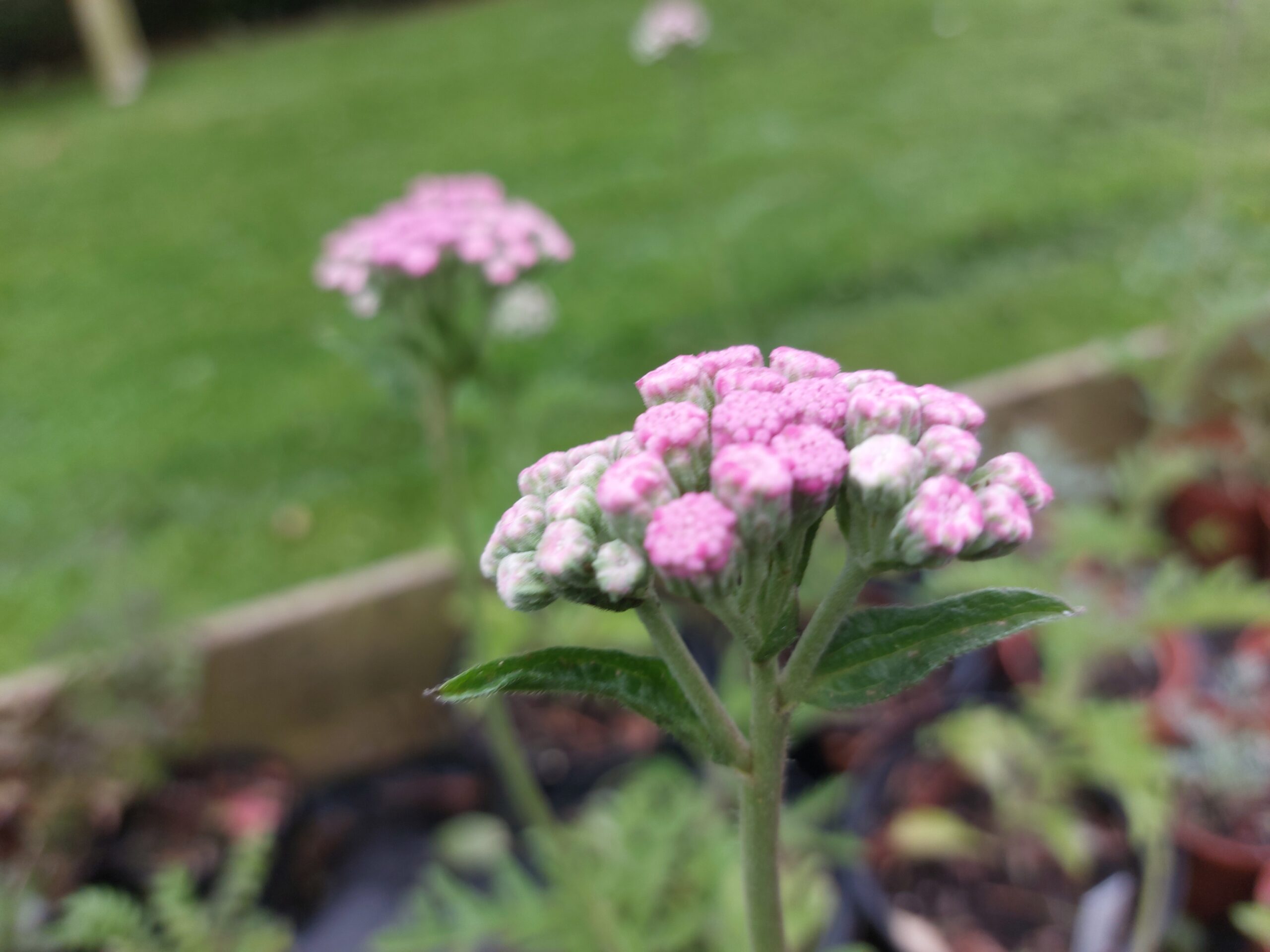 Staudeliste – Thy Til Stauder